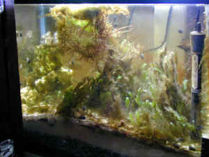 Refugium Macroalgae